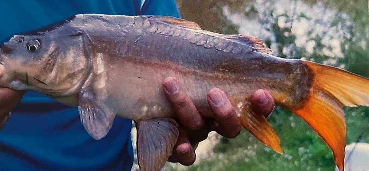 CARPE COMMUNE : Une pêche en toute simplicité! - Magazine 100% CHASSE PÊCHE