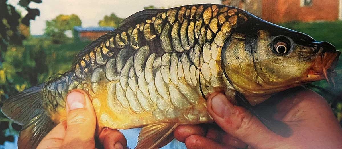 CARPE COMMUNE : Une pêche en toute simplicité! - Magazine 100% CHASSE PÊCHE